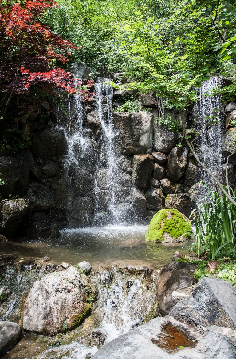 maple | U.S. Japanese Gardens